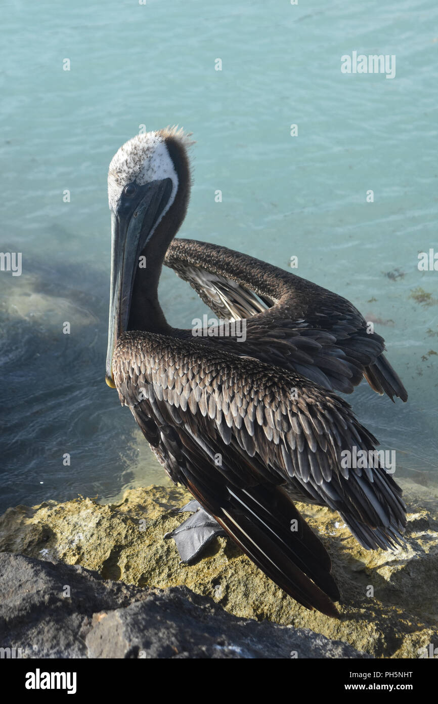 Stunning close up photo of a large pelican Stock Photo - Alamy