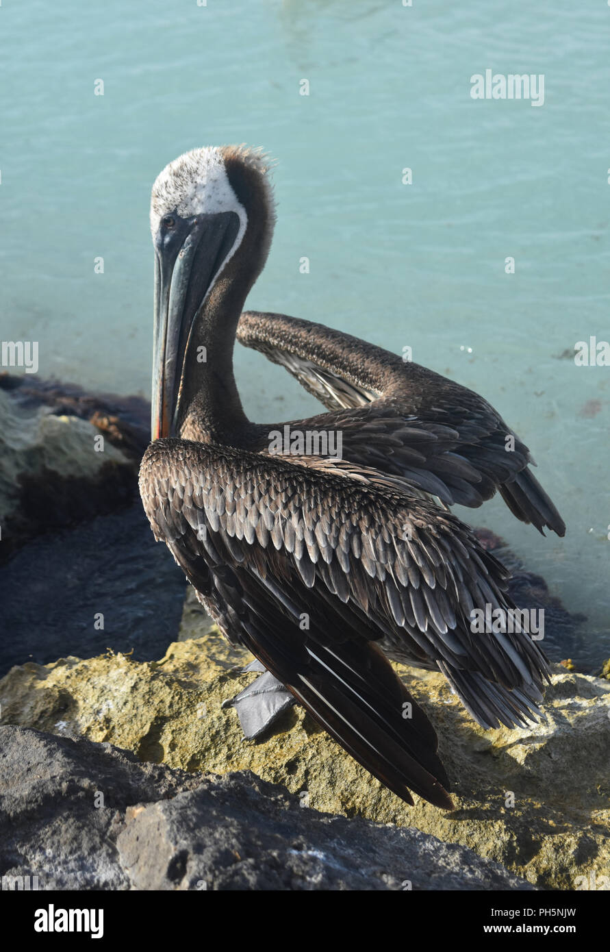 Beautiful pelican resting on the coast Stock Photo - Alamy