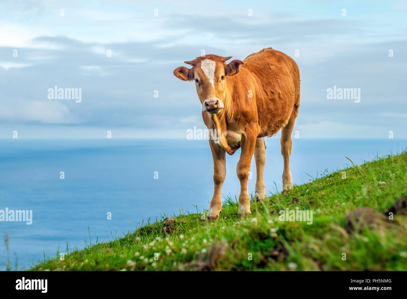 A calf on a green mountain with the sea on the background Stock Photo ...