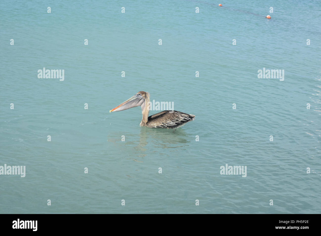 Stunning pelican floating in the ocean Stock Photo - Alamy