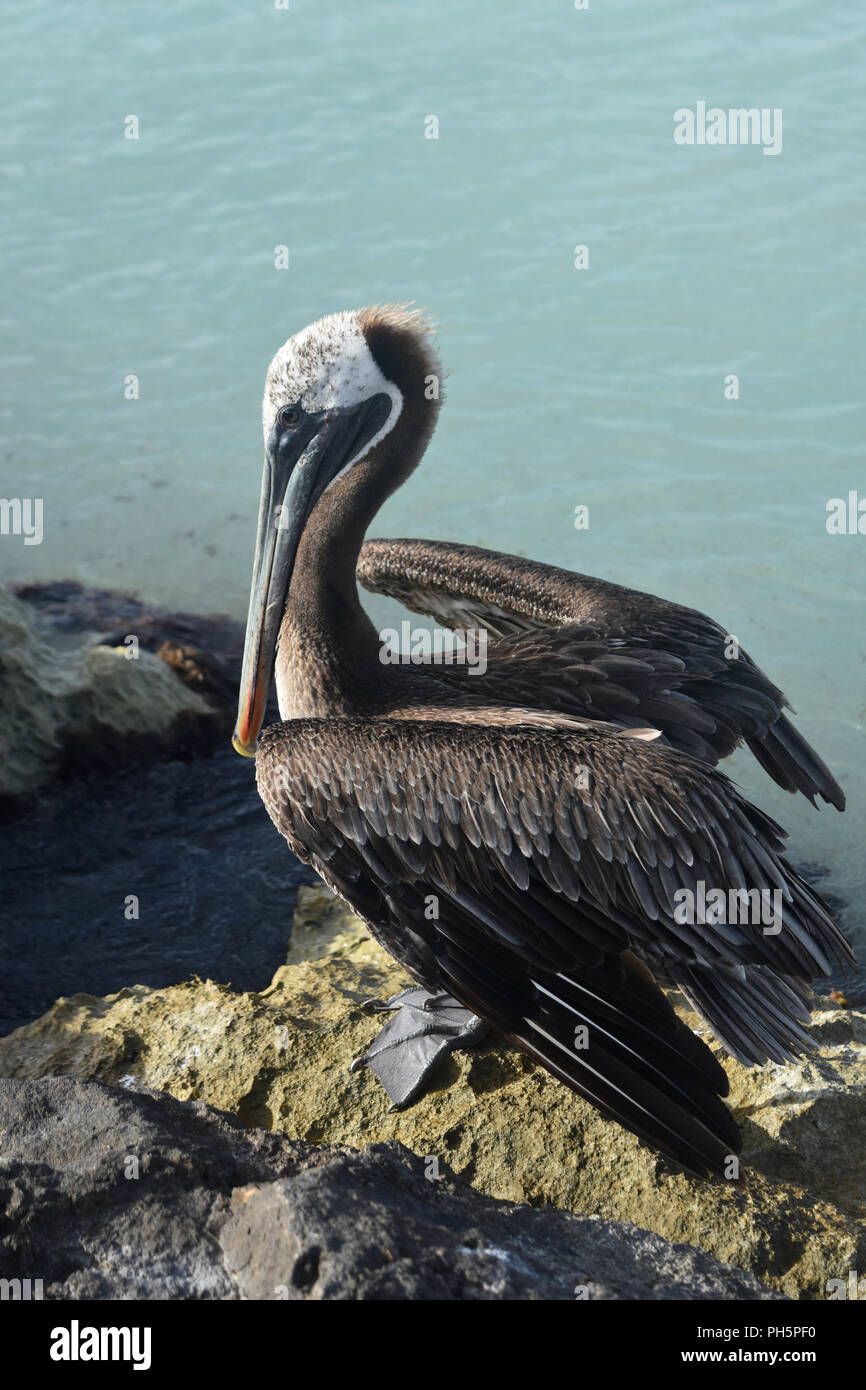 Stunning pelican resting on the coast of aruba Stock Photo - Alamy