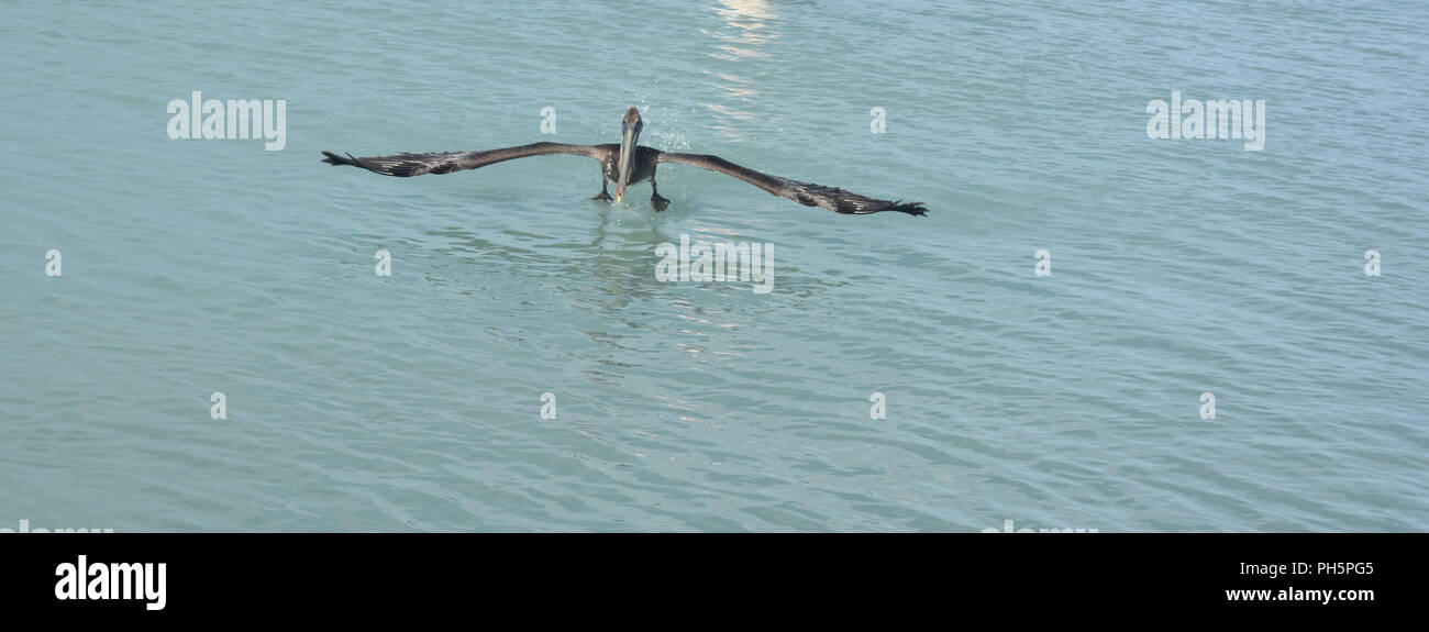 Stunning blue waters in aruba with a pelican flying over Stock Photo ...