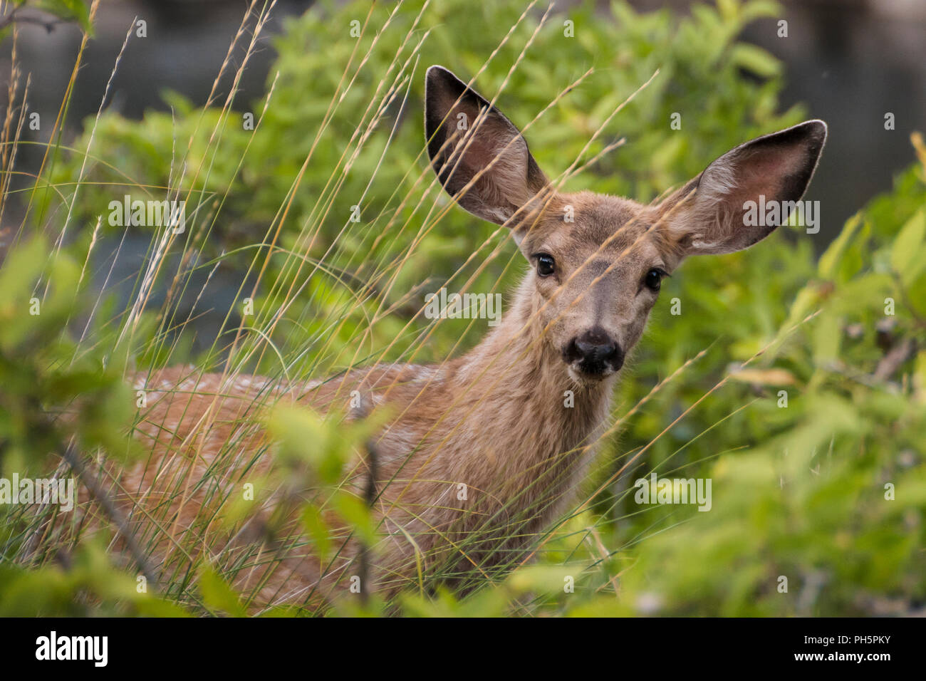 Mule deer fawn on the bank of the Snake River in Hells Canyon National ...