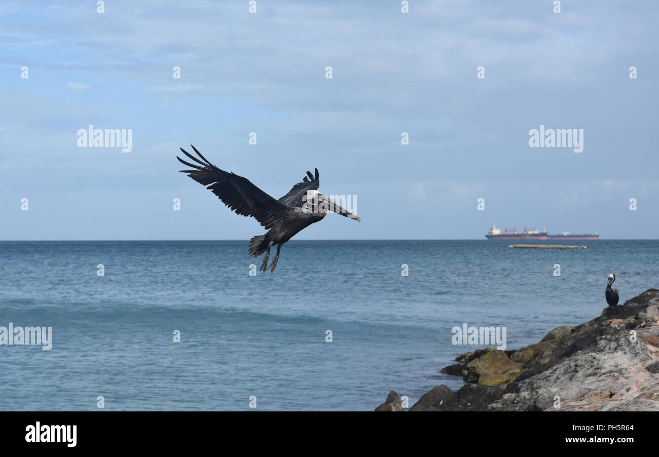 Stunning blue sky with a pelican flying Stock Photo - Alamy