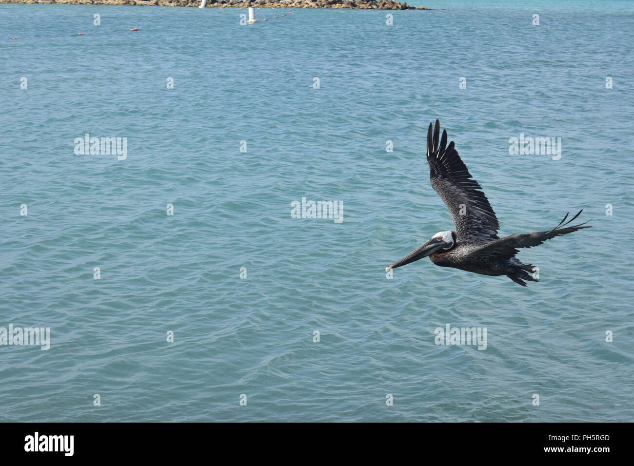 Beautiful water bird flying around the beach Stock Photo - Alamy