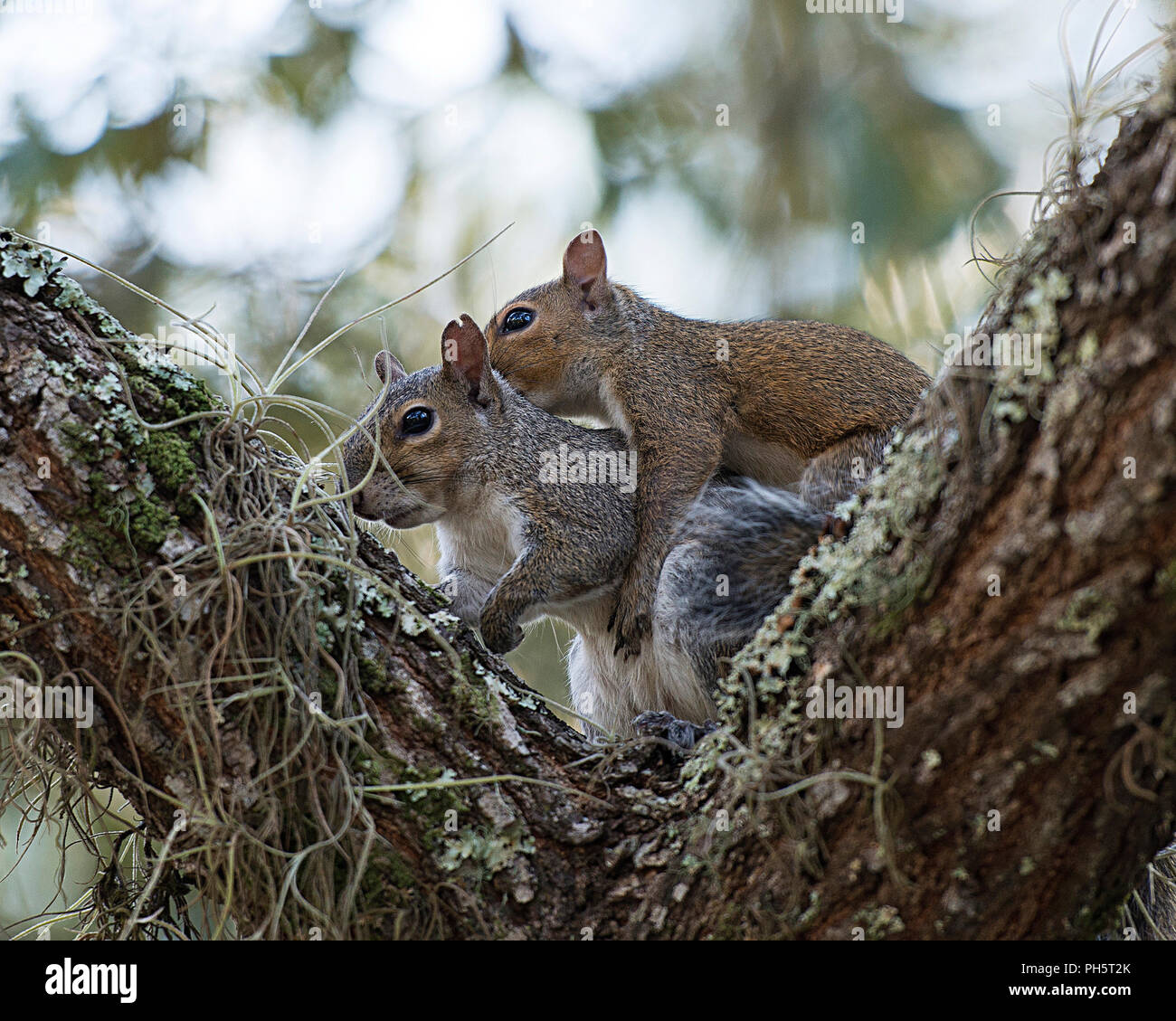 Couple mating hi-res stock photography and images - Alamy