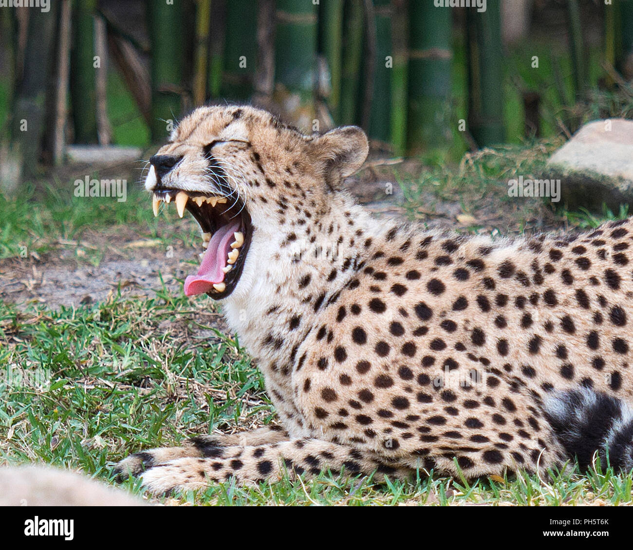 Cheetahs close up profile view with open mouth, displaying teeth, nose ...