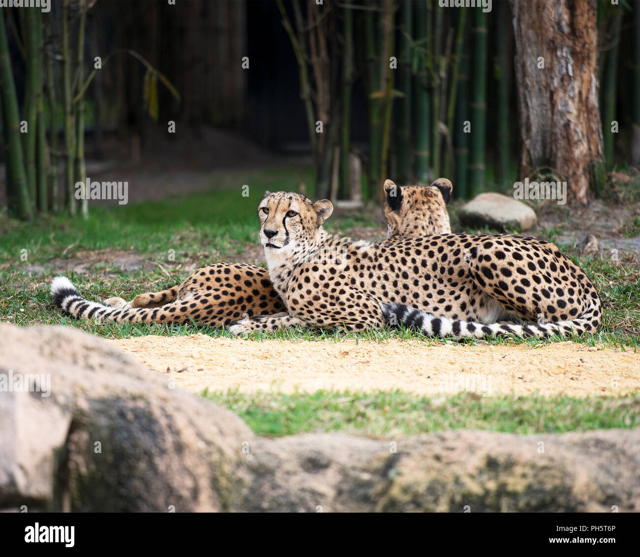 Couple at the zoo hi-res stock photography and images - Alamy