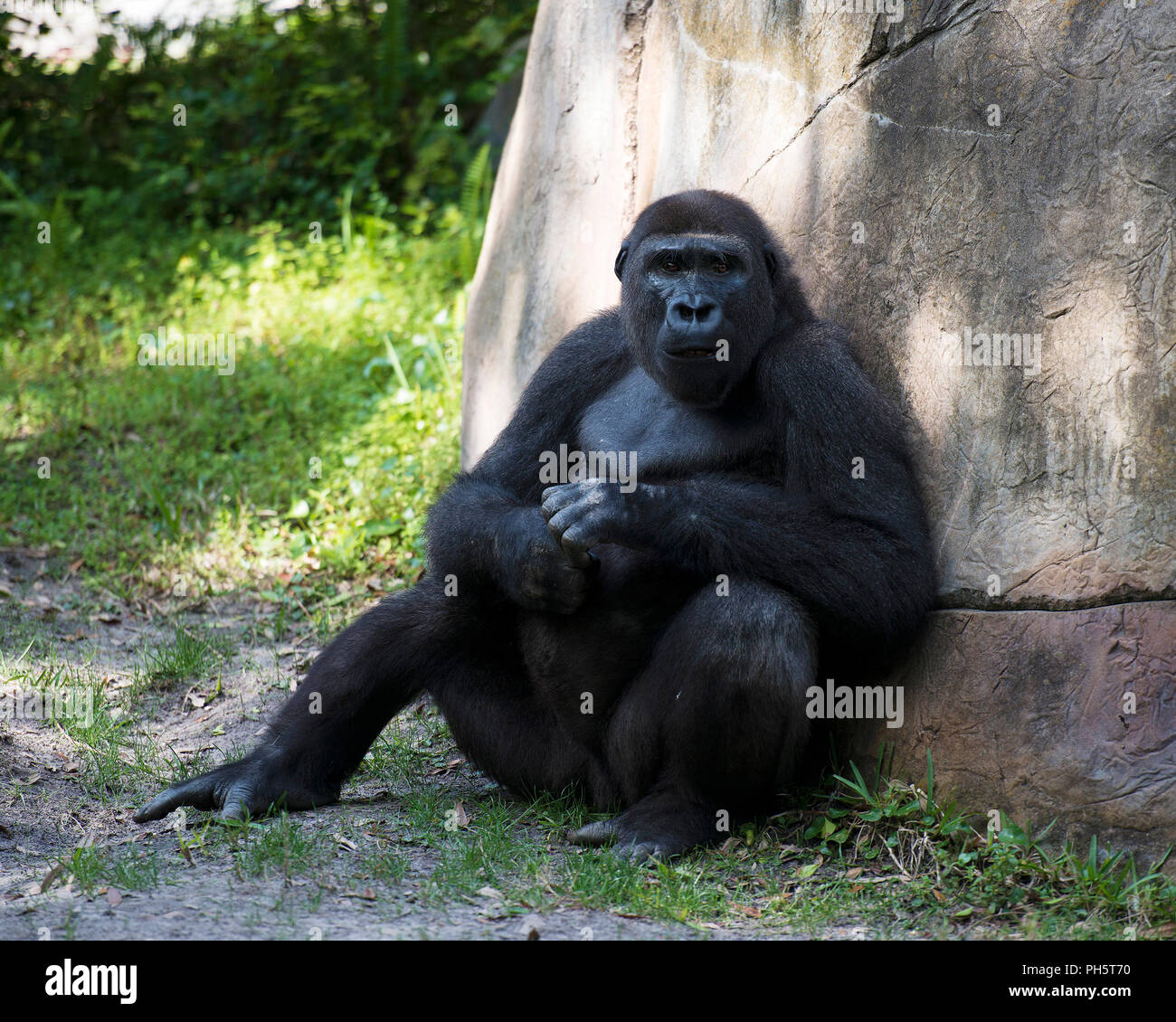 Gorilla enjoying its surrounding in the zoo Stock Photo - Alamy