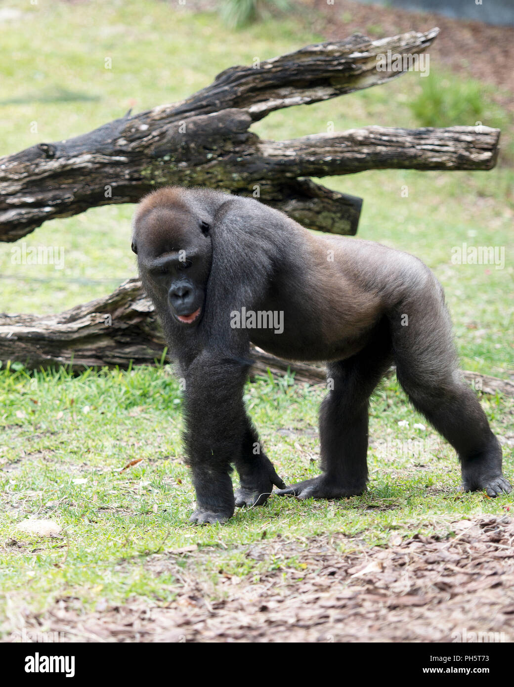Gorilla enjoying its surrounding in the zoo Stock Photo - Alamy