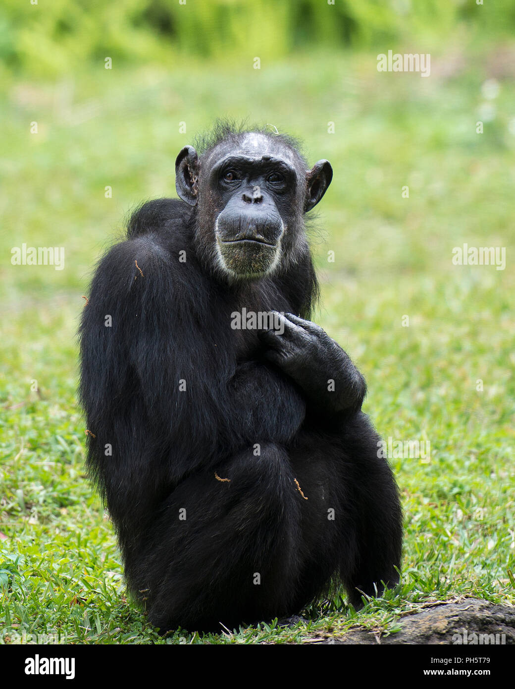 Monkey enjoying view hi-res stock photography and images - Alamy
