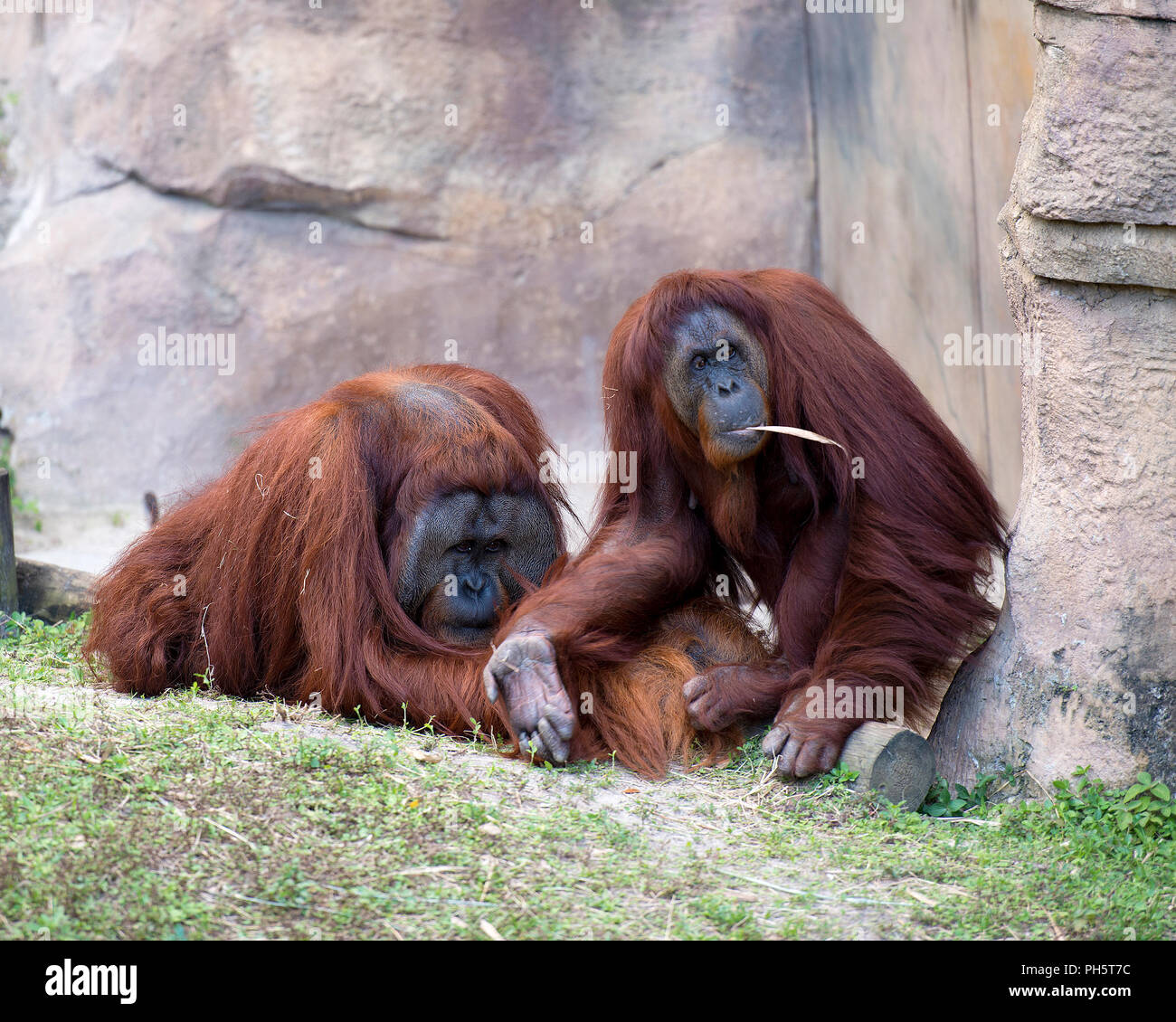 Orangutan monkey couple enjoying the day Stock Photo - Alamy