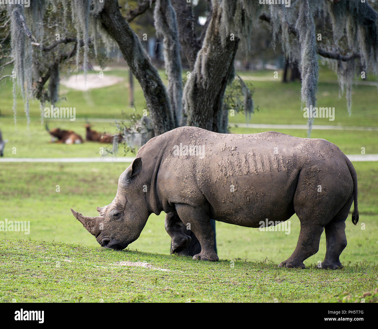Huge animal hi-res stock photography and images - Alamy