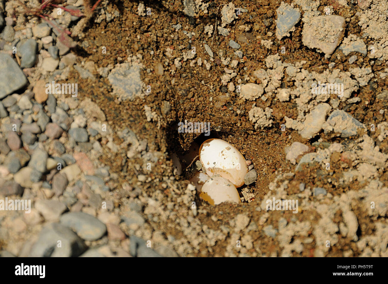 Picture of turtle eggs hi-res stock photography and images - Alamy