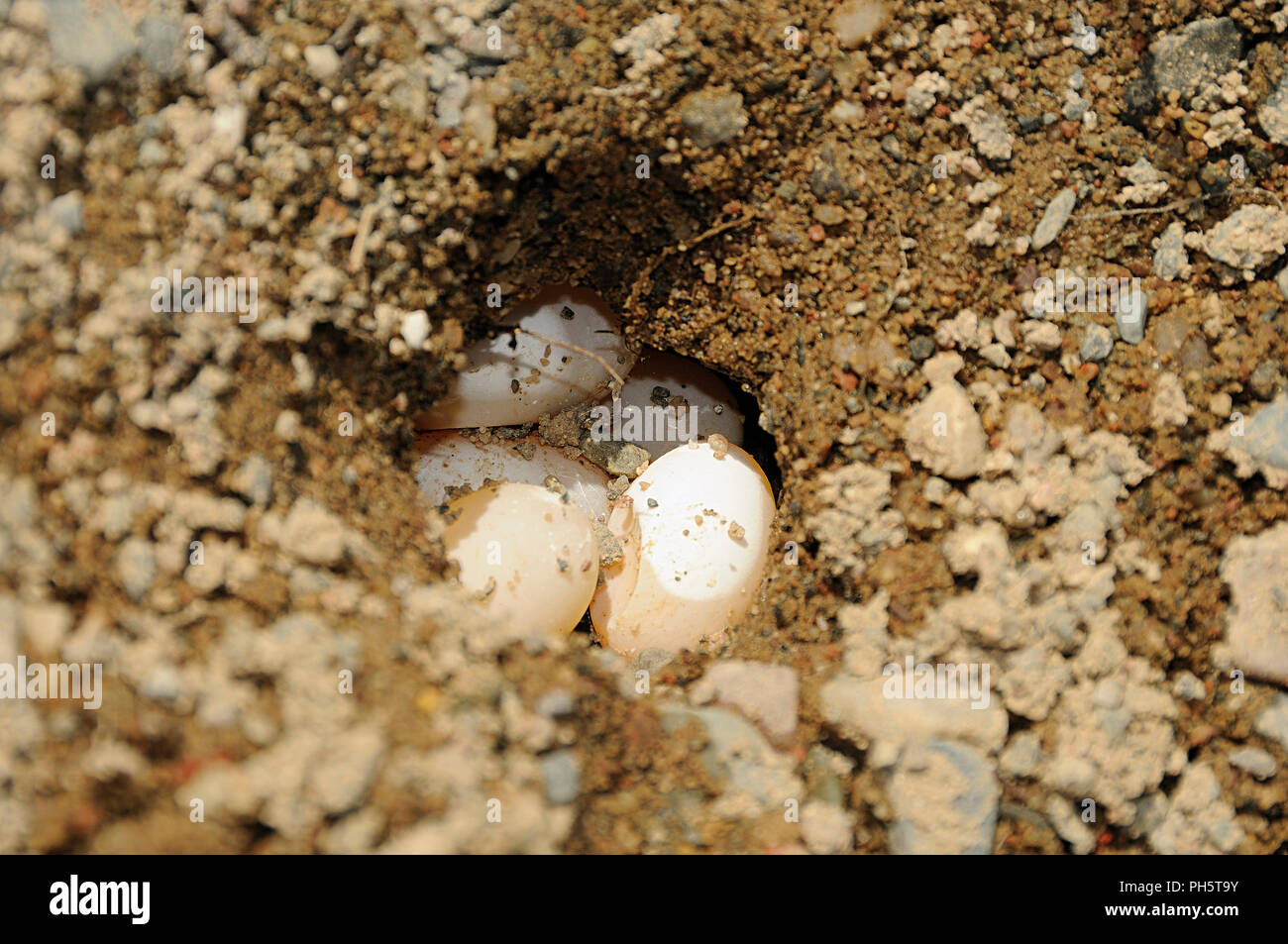 Picture of turtle eggs hi-res stock photography and images - Alamy