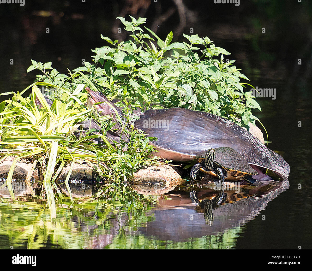 Florida-Softshell turtle enjoying the sun with another small turtle ...