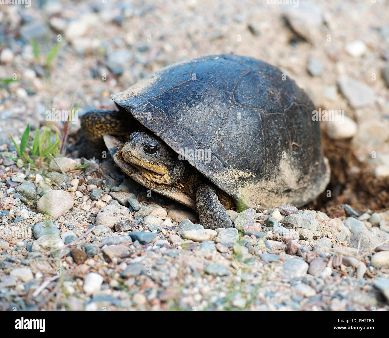 Musk Stinkpot turtle close up enjoying its surrounding Stock Photo - Alamy