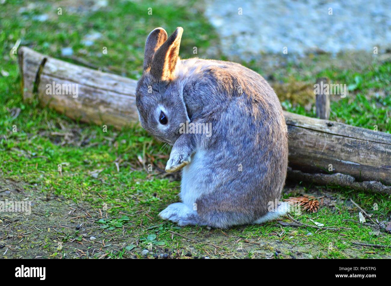 light grey rabbit, standing outsinde in the grass and grooming itself ...