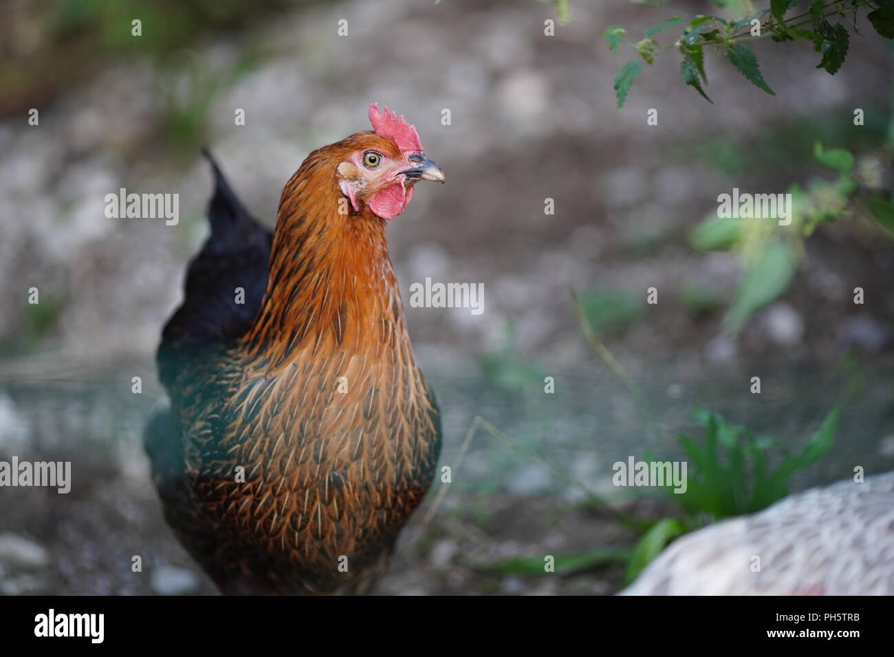 Hen chicken free range hi-res stock photography and images - Alamy