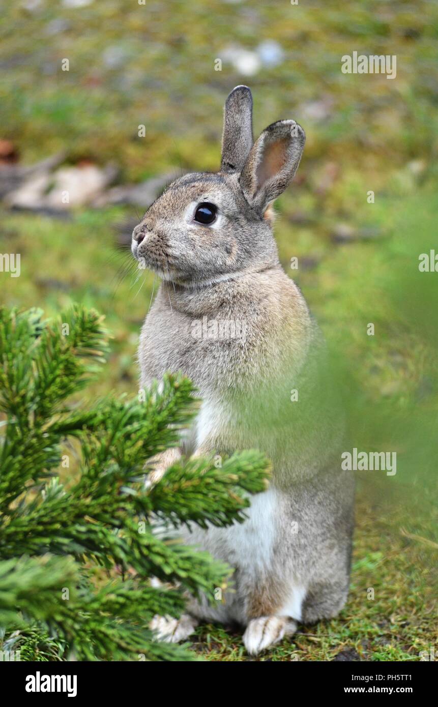 light brown-grey rabbit outdoors, standing upright behind twigs and ...