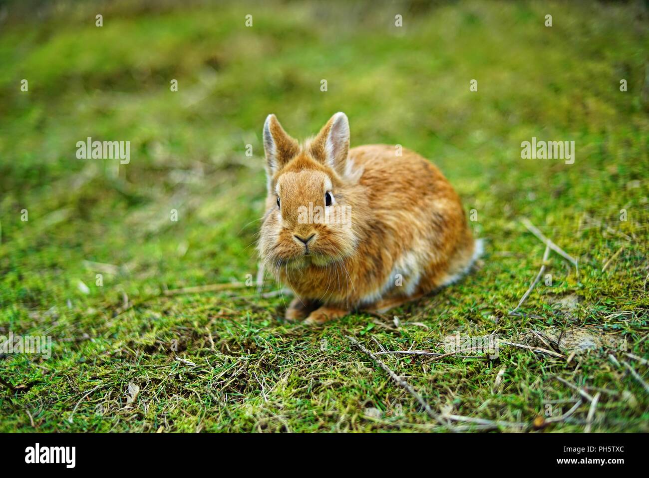 Light brown rabbit hi-res stock photography and images - Alamy