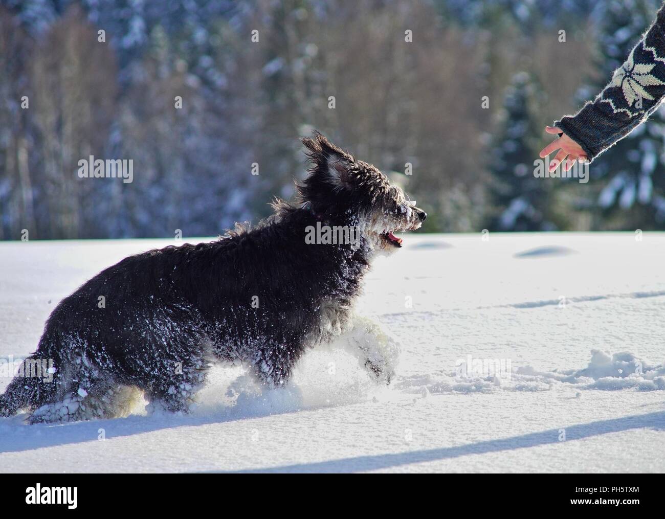 irish wolfhound, outdoor in deep snow, open mouth, panting, a human ...