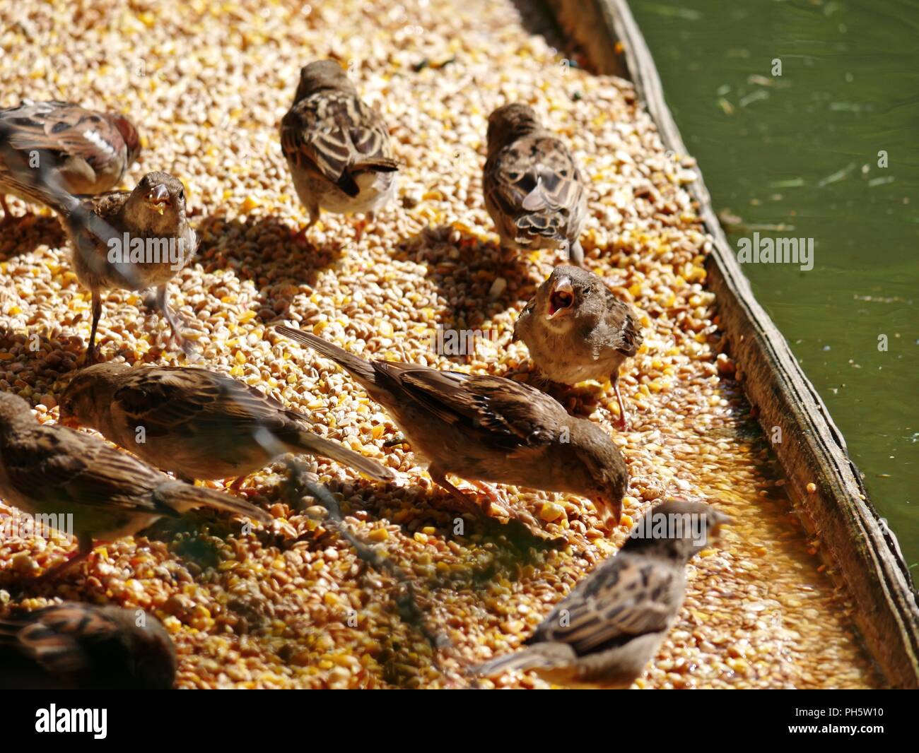 small flock of ordinary brown common sparrows, feeding on corn and ...