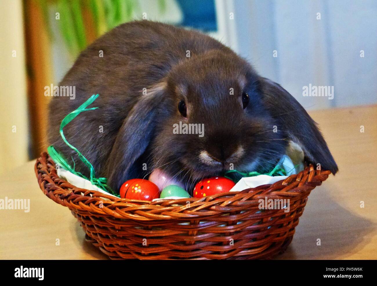little young grey rabbit with flappy ears, sitting in easter egg nest ...