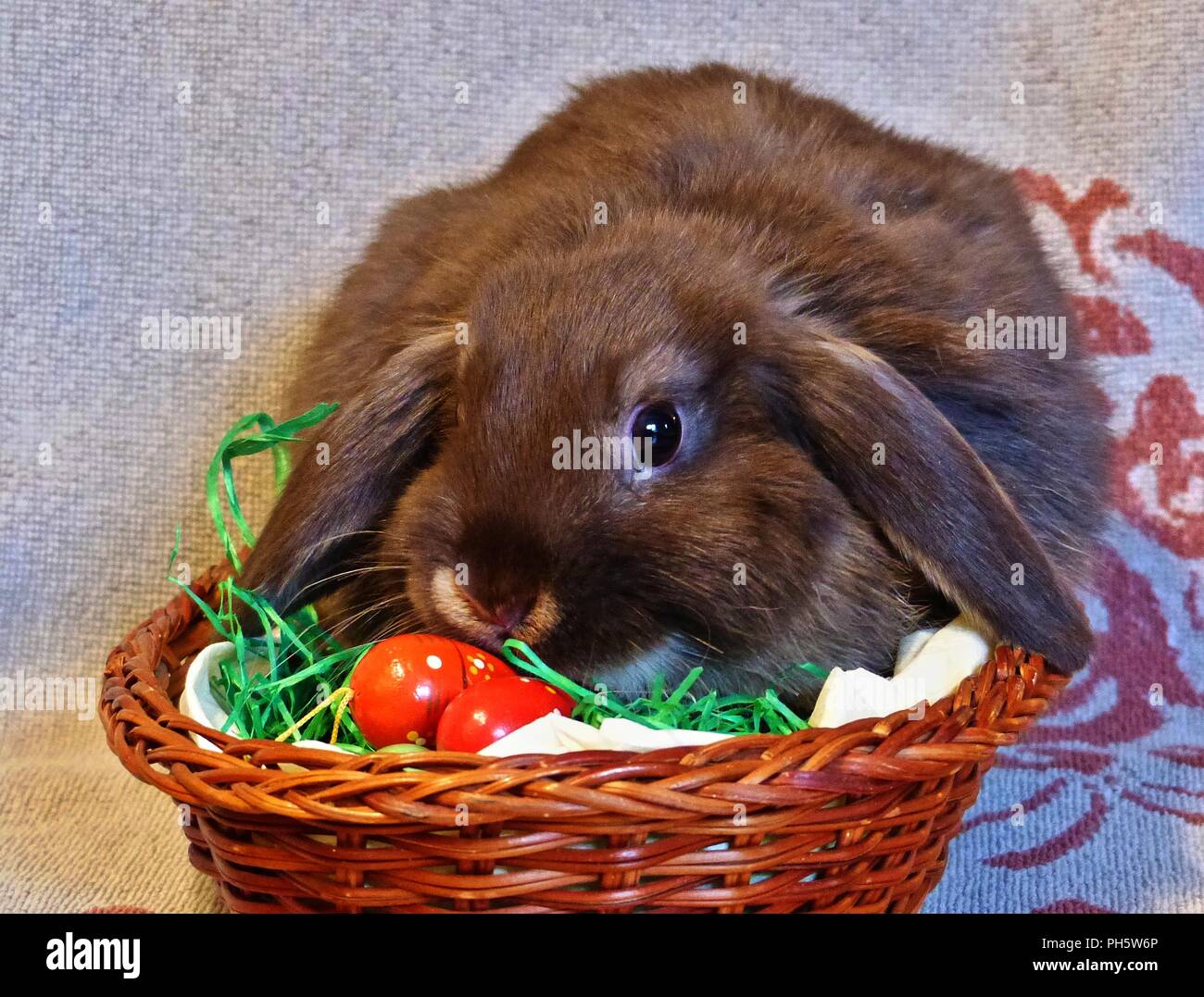 little young brown rabbit with flappy ears, sitting in easter egg nest ...