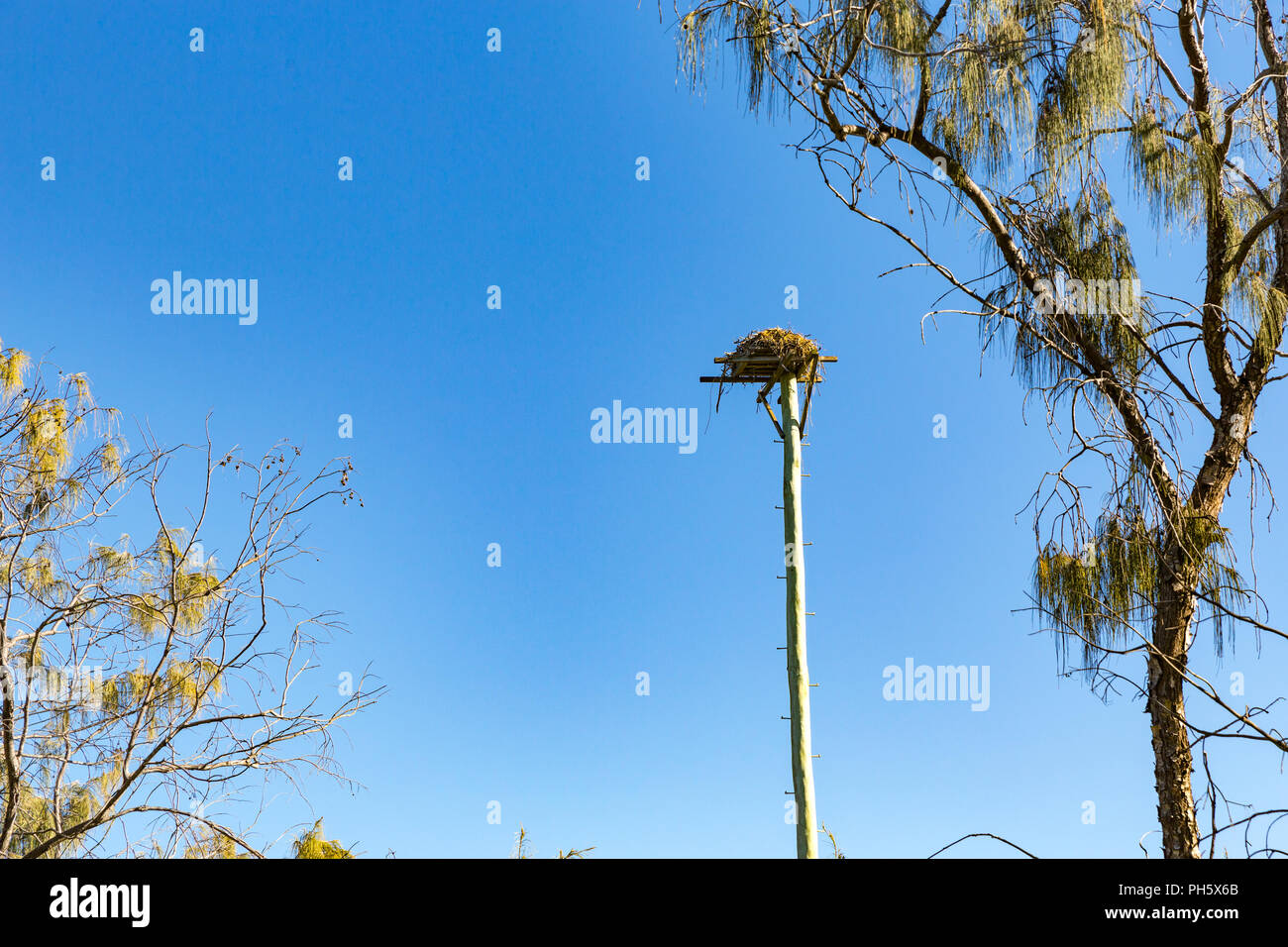 Artificial Osprey nesting platform at Mooloolaba, Sunshine Coast ...