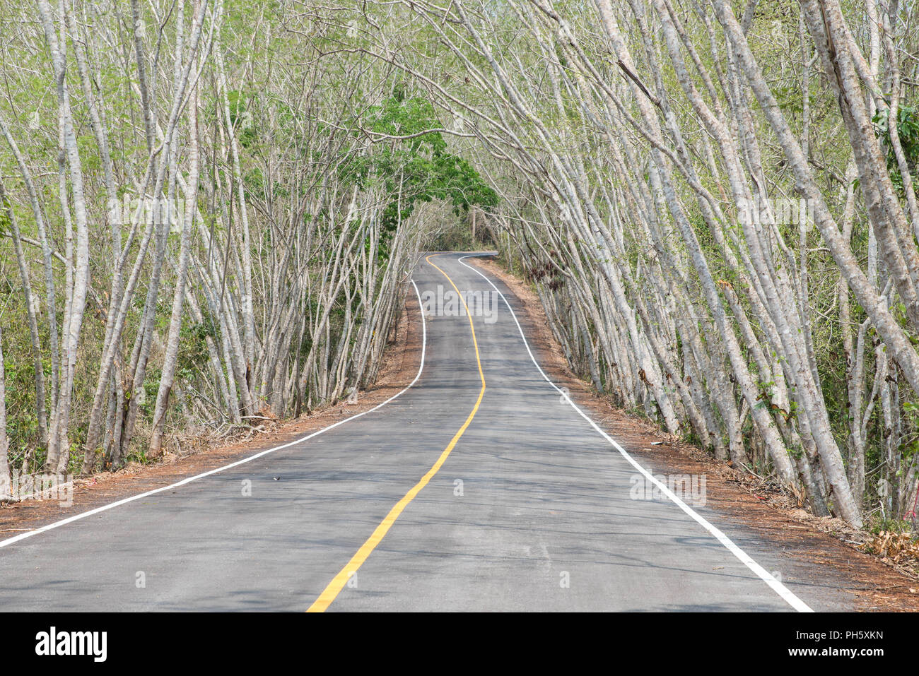 Road car through summer tree pathway alley Stock Photo - Alamy