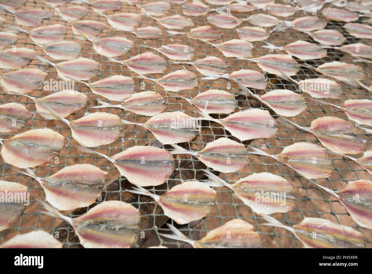 Mackerel fish net hi-res stock photography and images - Alamy