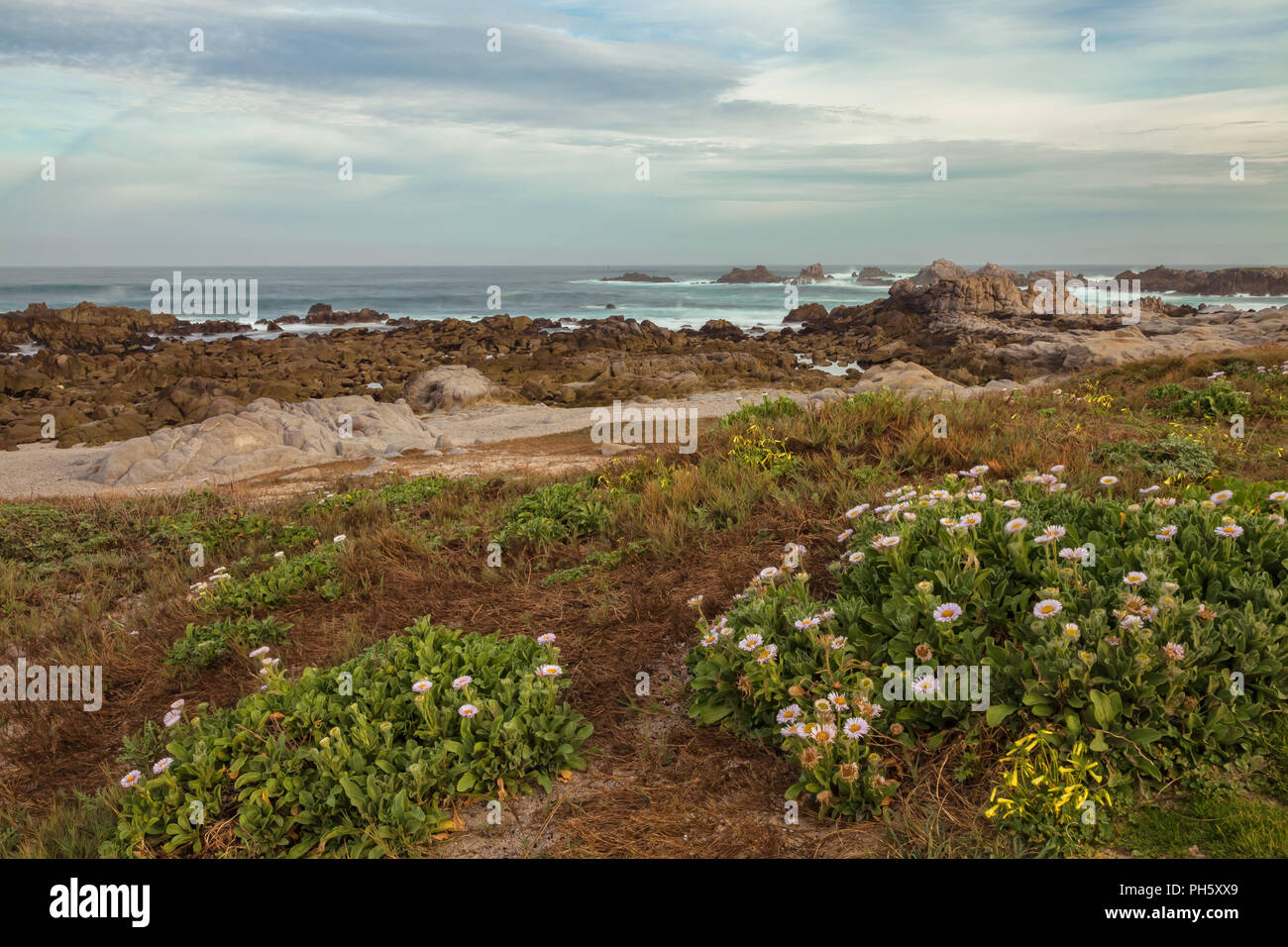 Seaside daisies bloom in early spring along the shoreline at Monterey ...