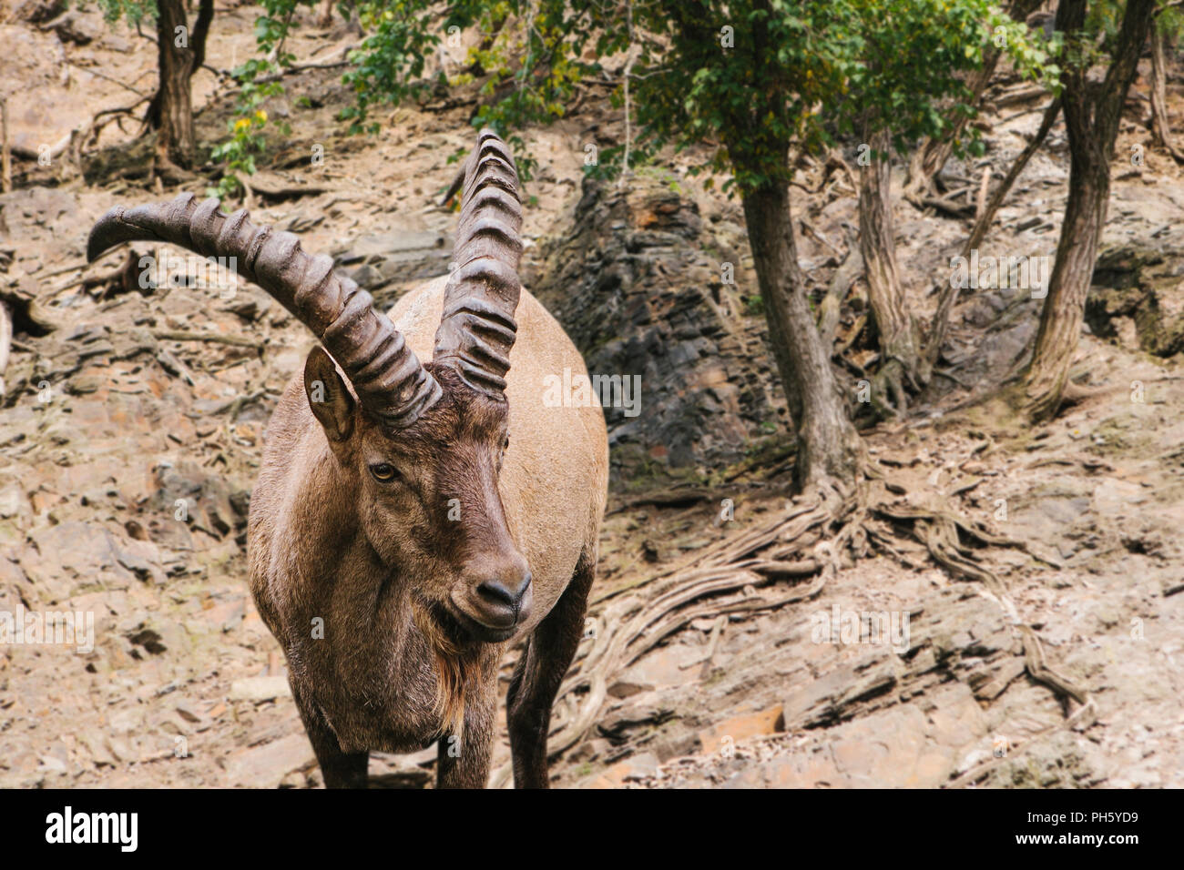 A close-up of a Caucasian mountain goat with huge horns in a natural ...