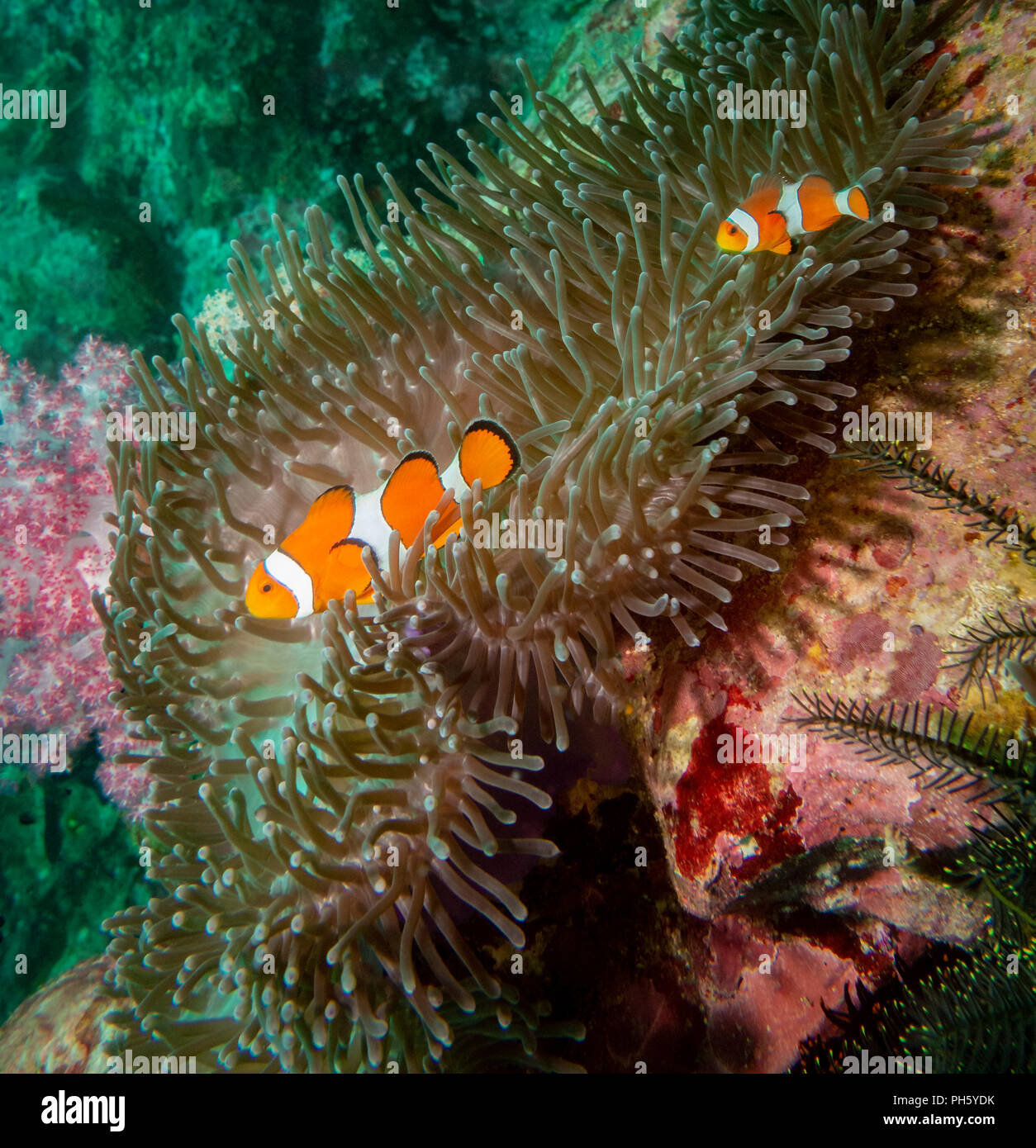 Ocellaris clownfish hi-res stock photography and images - Alamy