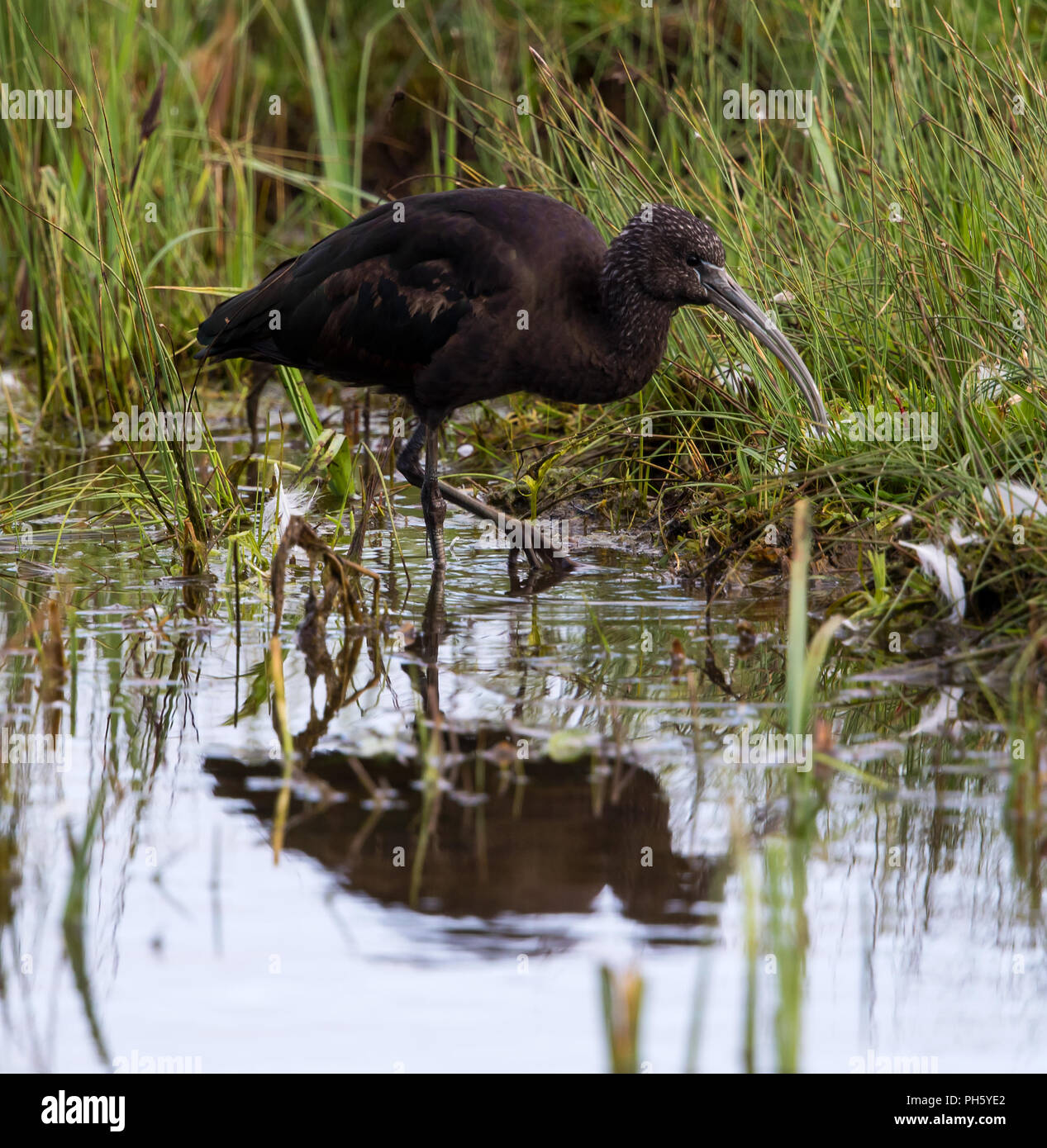 Glossy Ibis wading and feeding Stock Photo - Alamy
