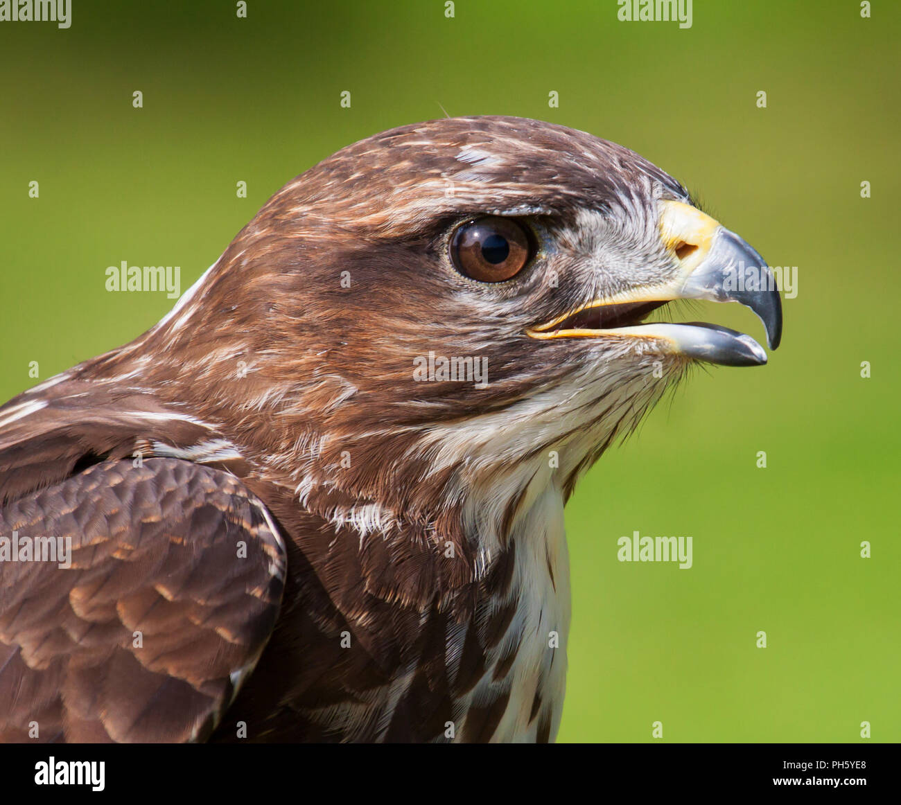 Common Buzzard Portrait Stock Photo - Alamy