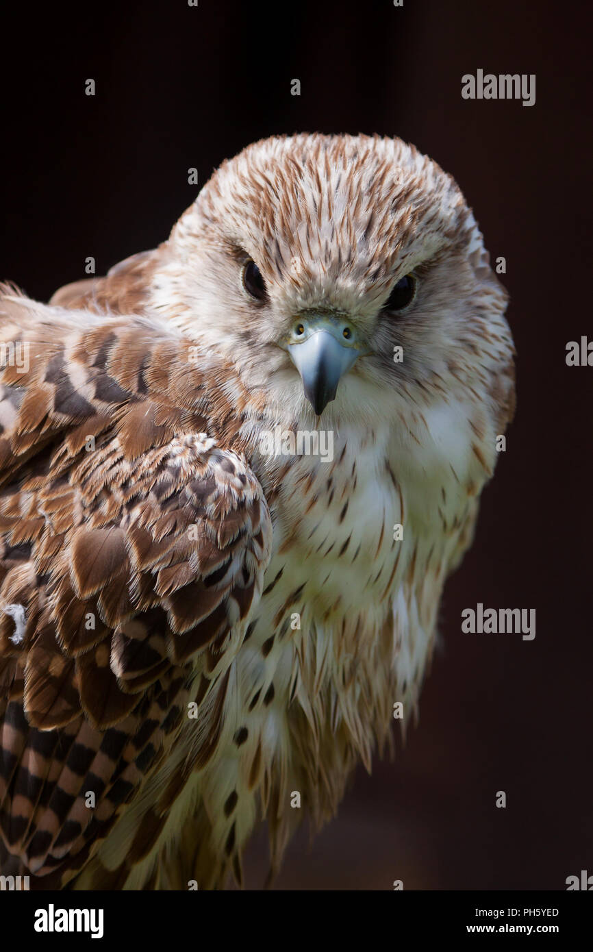 Folcon hi-res stock photography and images - Alamy