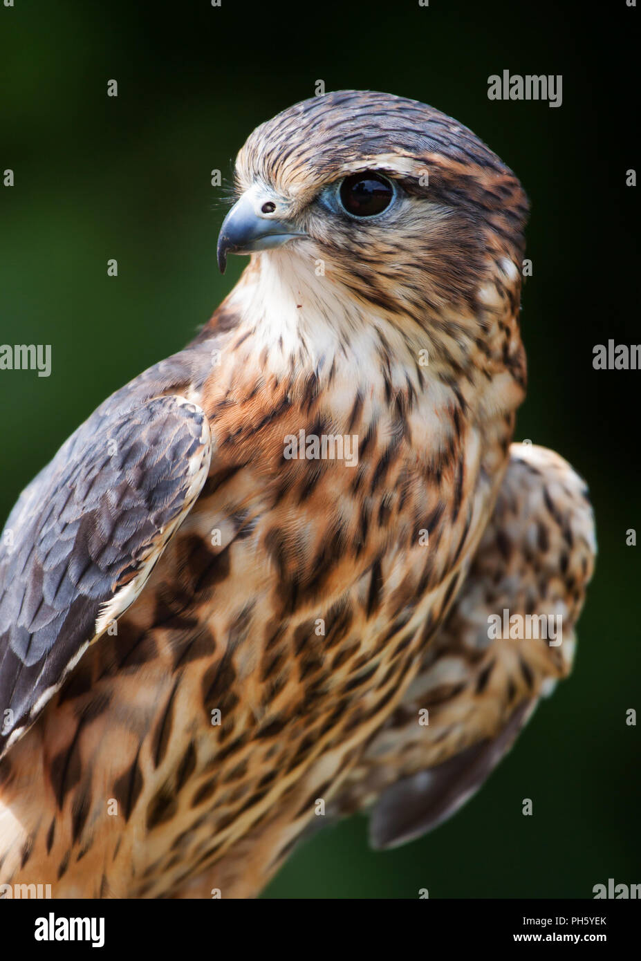 Merlin portrait hi-res stock photography and images - Alamy