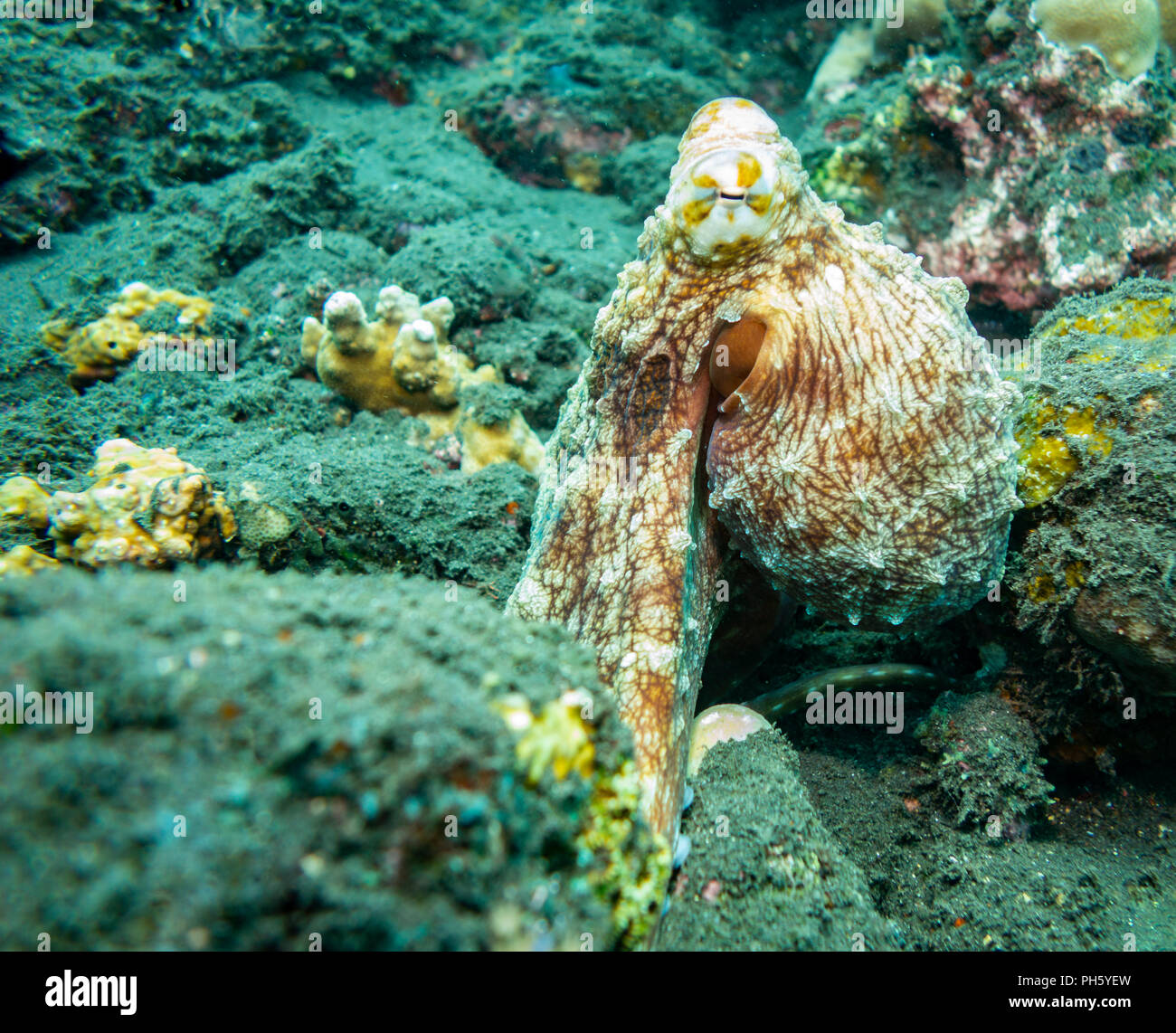 Octopus diving hi-res stock photography and images - Alamy