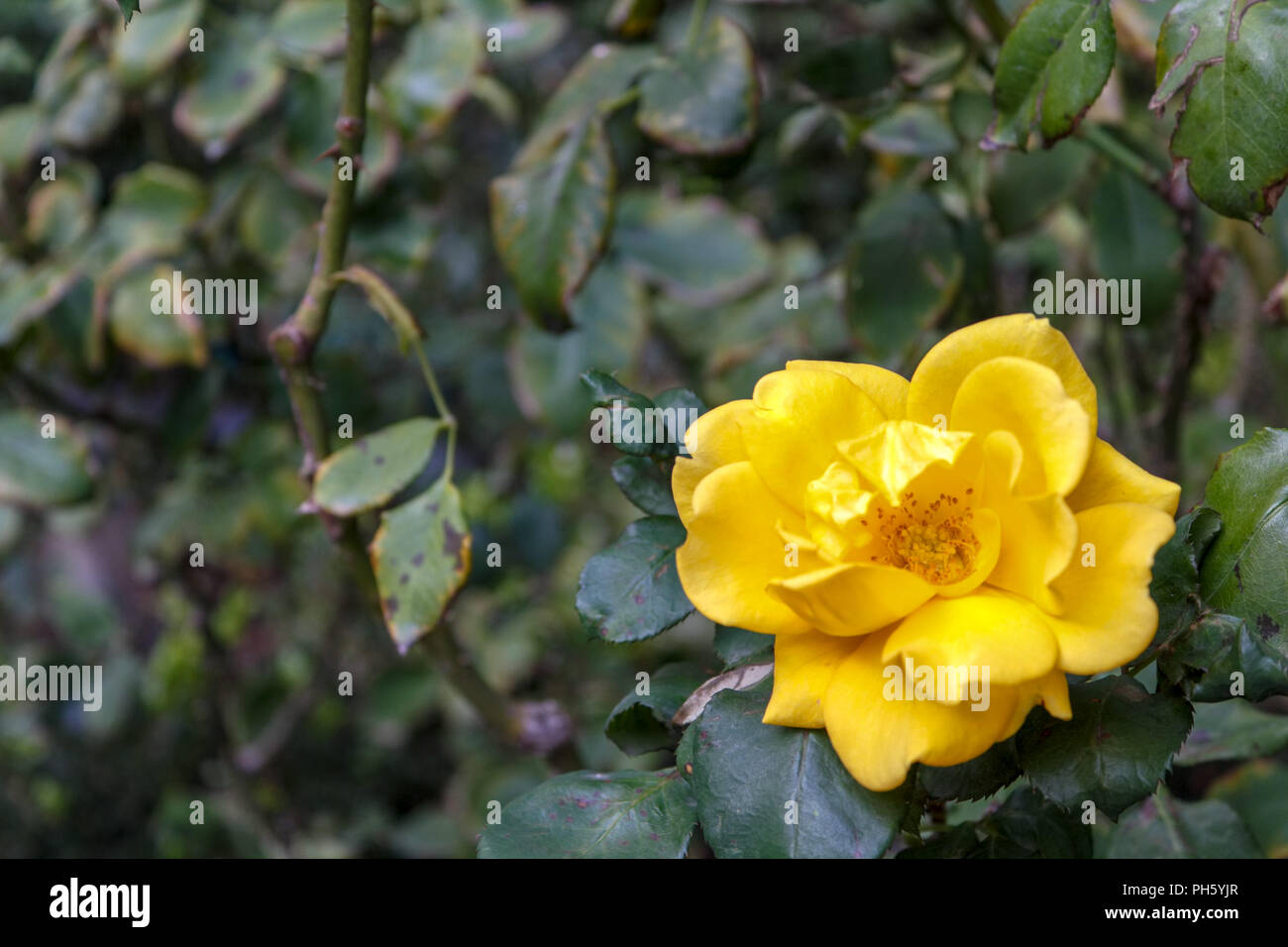 Yellow flower in the garden hi-res stock photography and images - Alamy