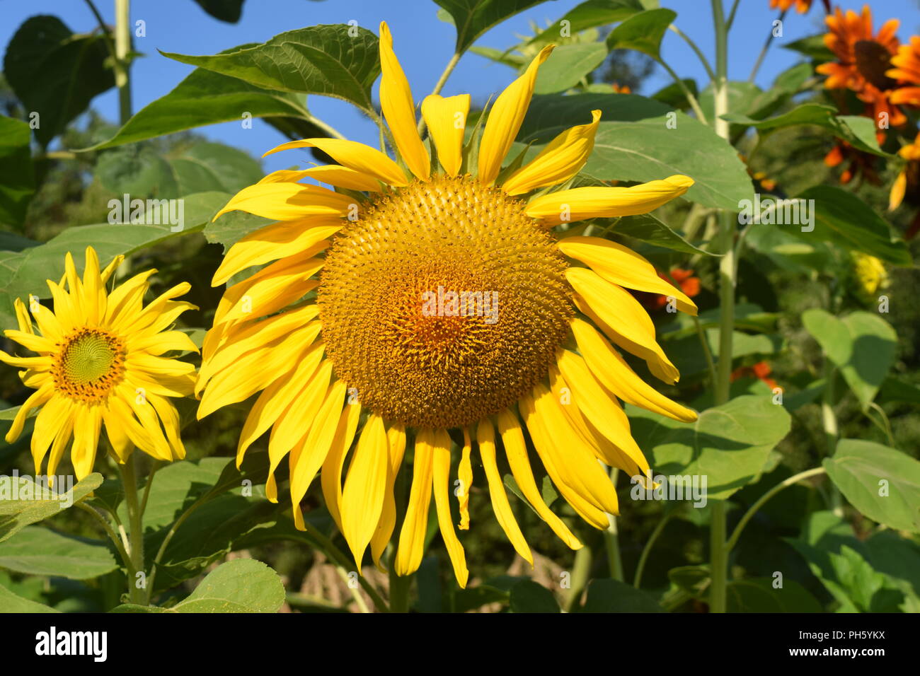 Large sunflower with multiple sunflowers in background Stock Photo - Alamy