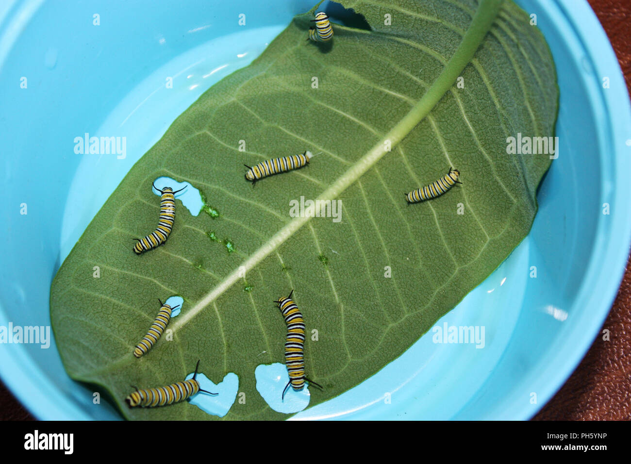 Seven Monarch caterpillars eating a milkweed leaf Stock Photo - Alamy
