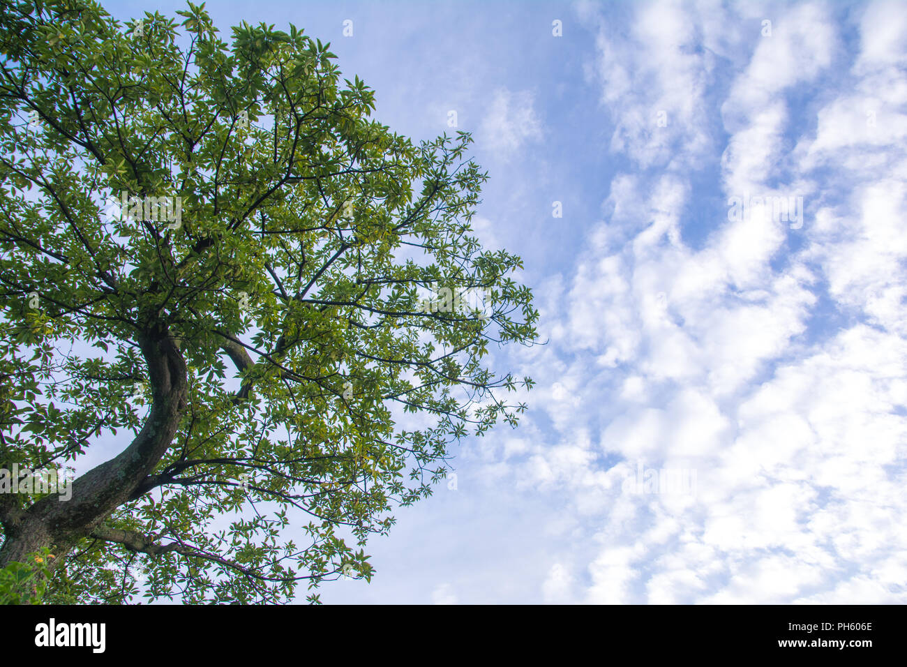 Bright blue sky tree hi-res stock photography and images - Alamy