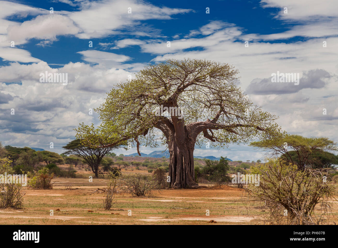Baobab tree cloudy sky hi-res stock photography and images - Alamy