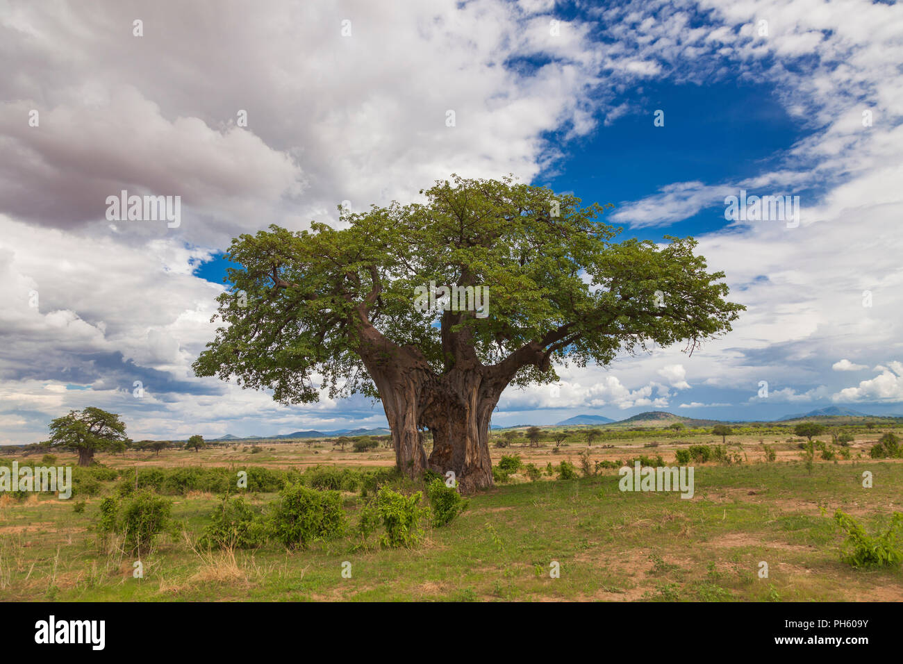 Baobab tree cloudy sky hi-res stock photography and images - Alamy