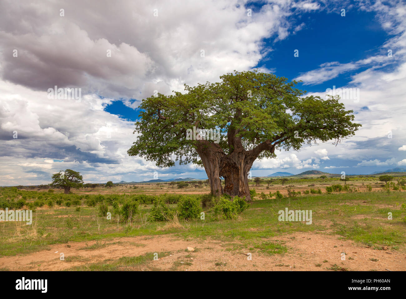 Lonely tree, Savanna landscape, Tanzania, East Africa Stock Photo - Alamy