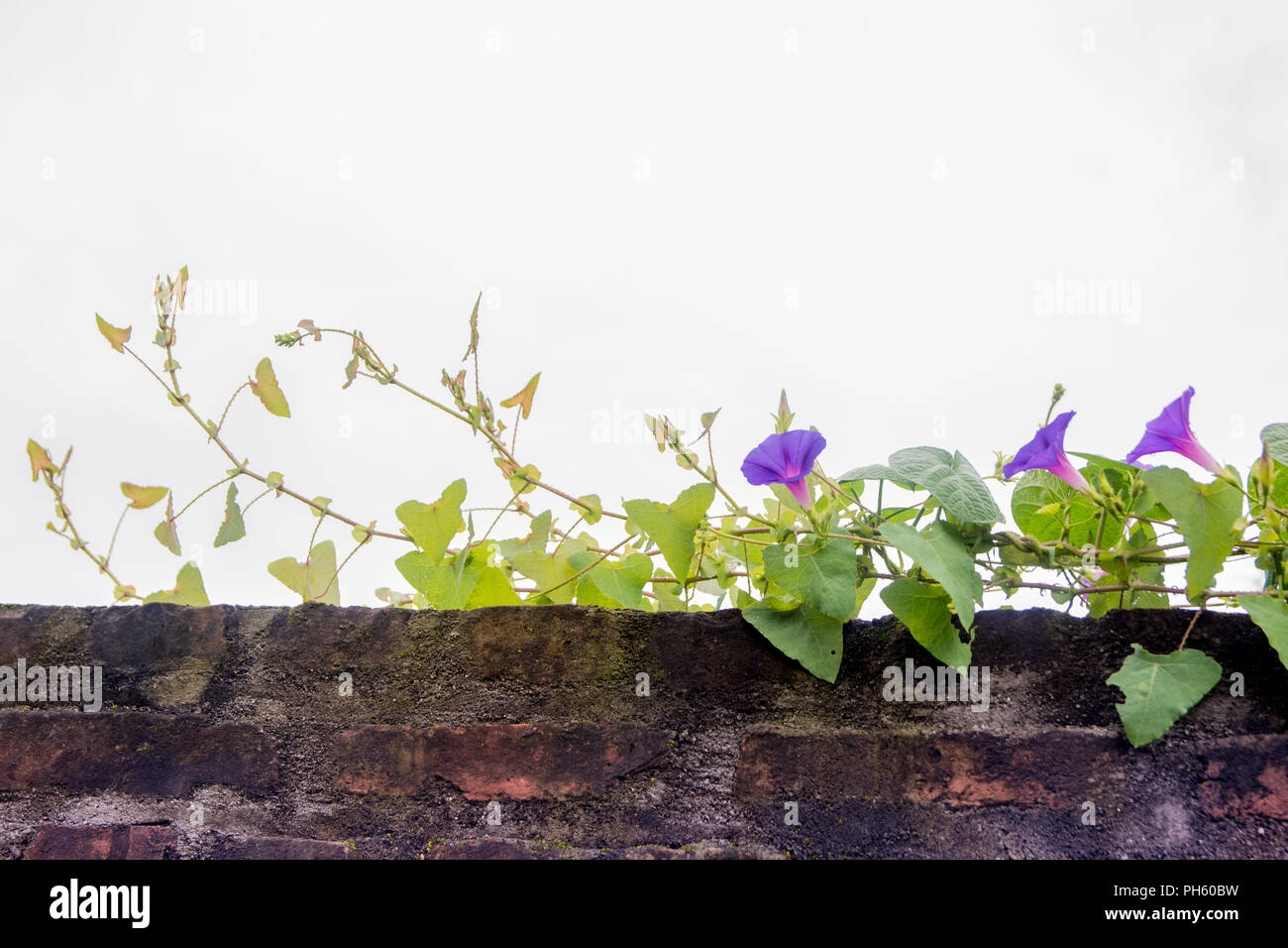 Flower wall texture hi-res stock photography and images - Alamy
