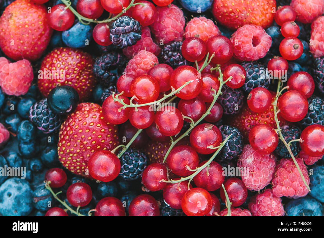 Close-up of a berry mix background. Useful and tasty berries. Harvest ...