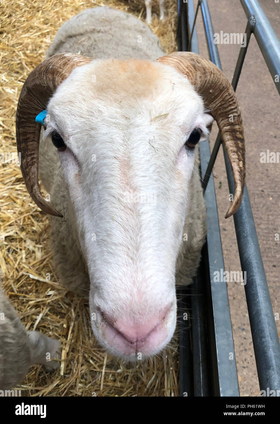 Goat Ram Horns High Resolution Stock Photography and Images - Alamy
